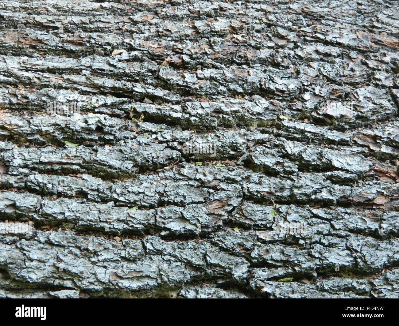 macro photo of tree bark Stock Photo - Alamy