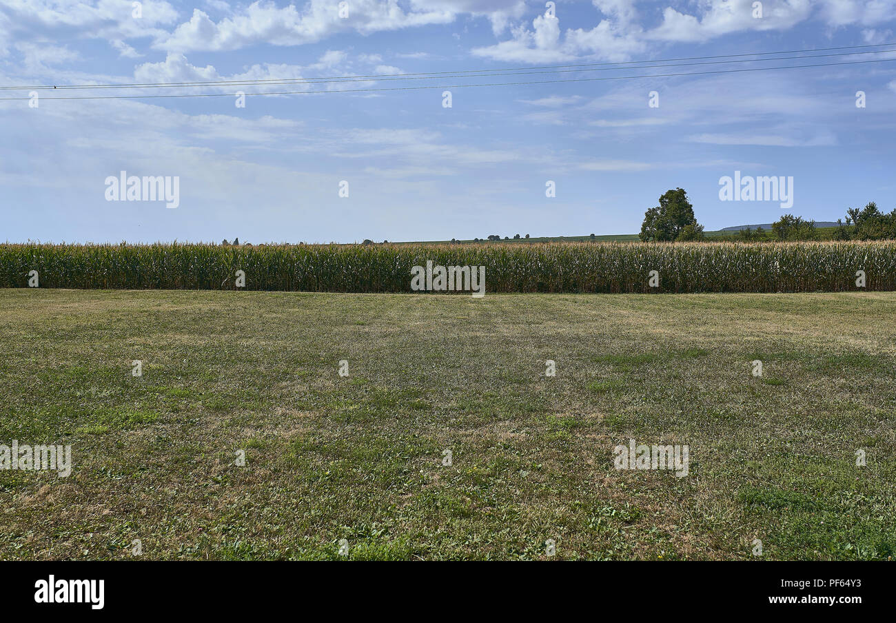Farm of corn in Europe Stock Photo - Alamy
