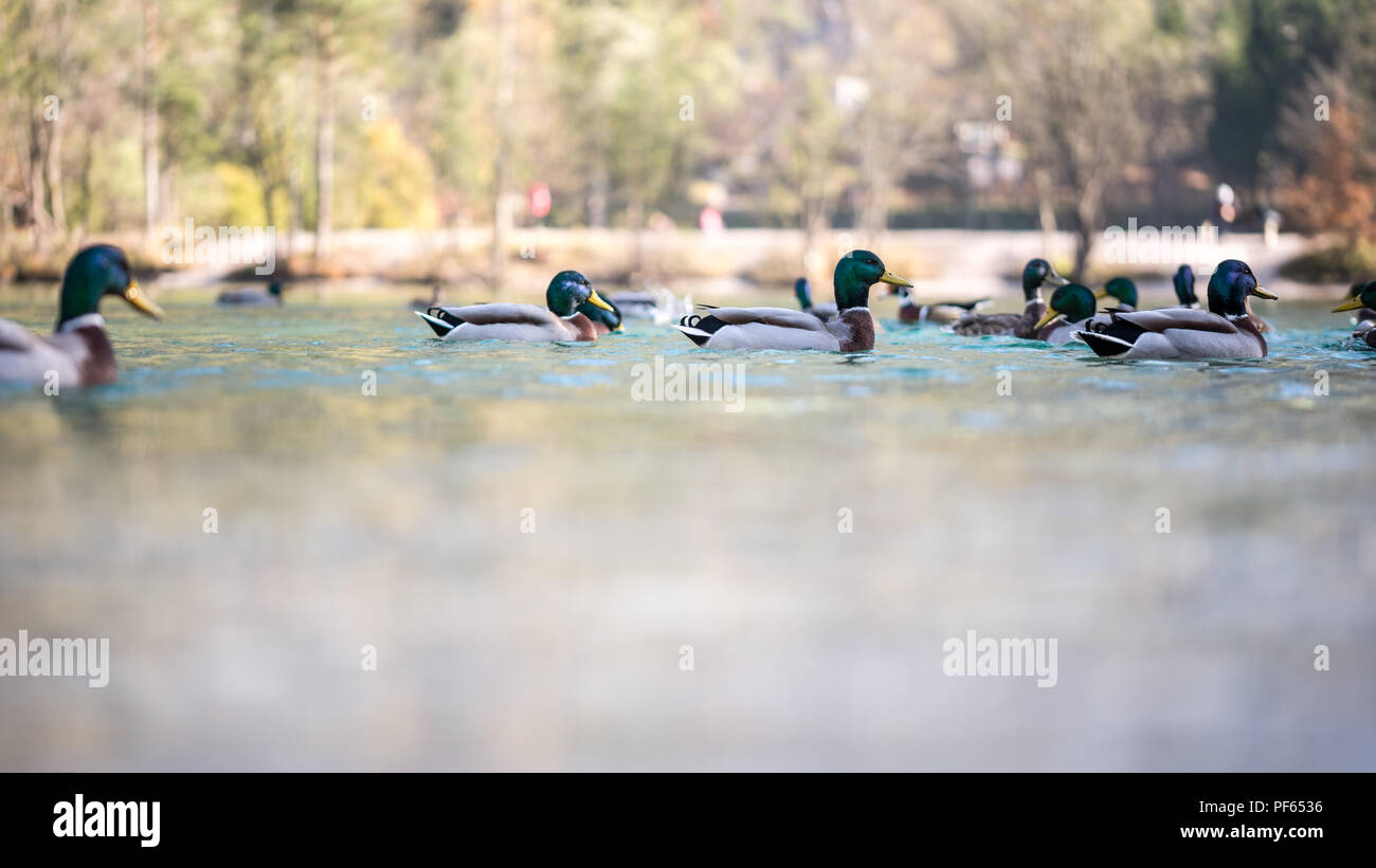 Low angle view across the water of a flock of colorful mandarin ducks ...