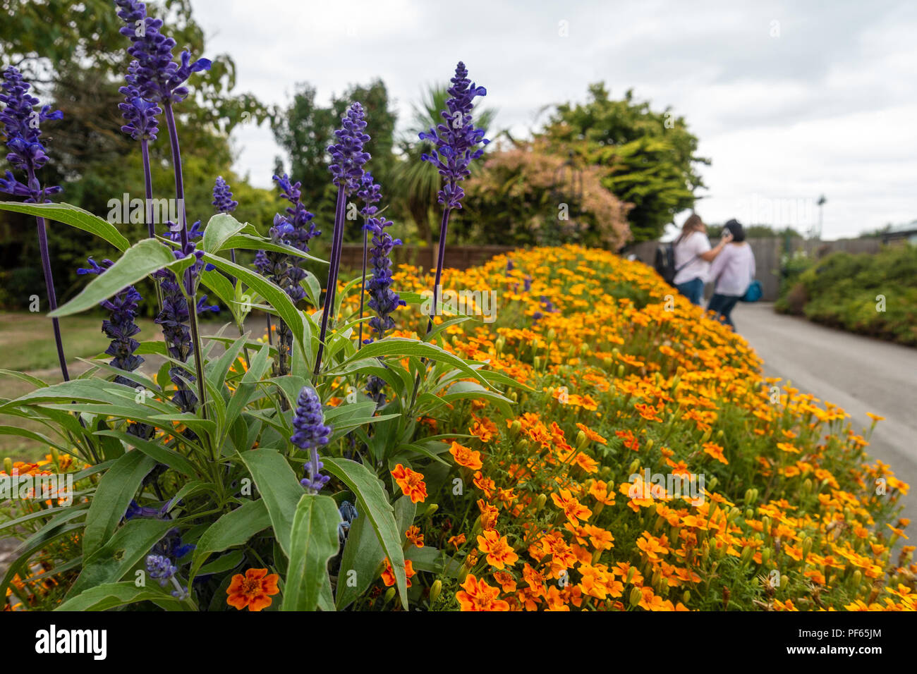 Salvia border hi-res stock photography and images - Alamy