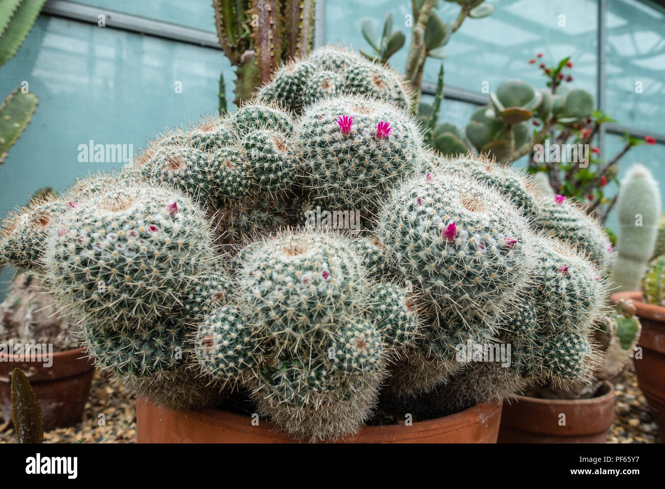 Small flowering cactus hi-res stock photography and images - Alamy