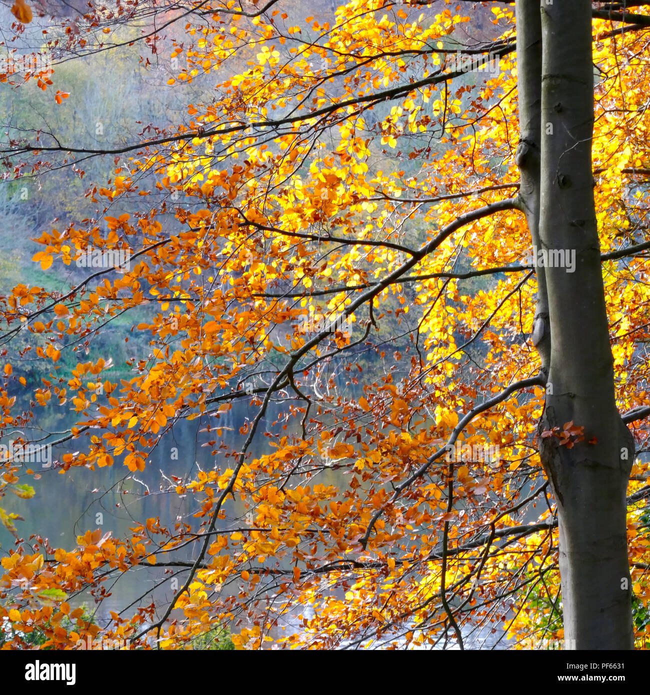 Pretty overhanging tree hi-res stock photography and images - Alamy