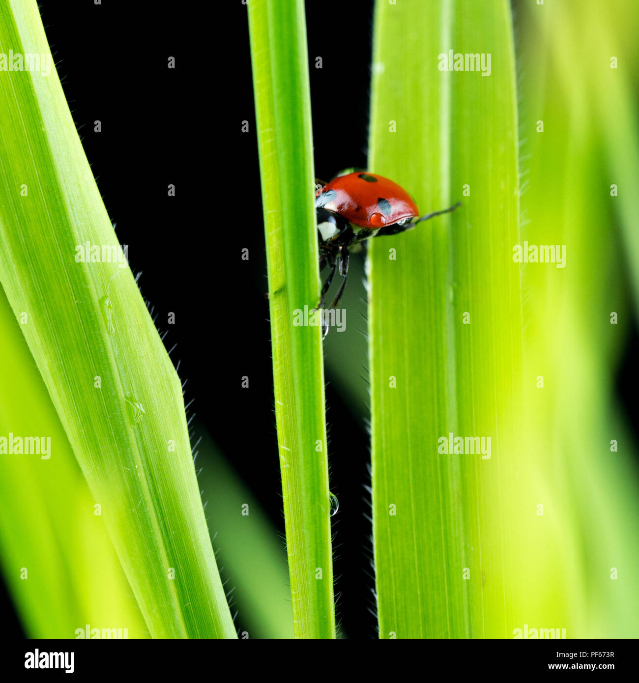 Red spotted ladybug or ladybird suspended between two fresh green ...