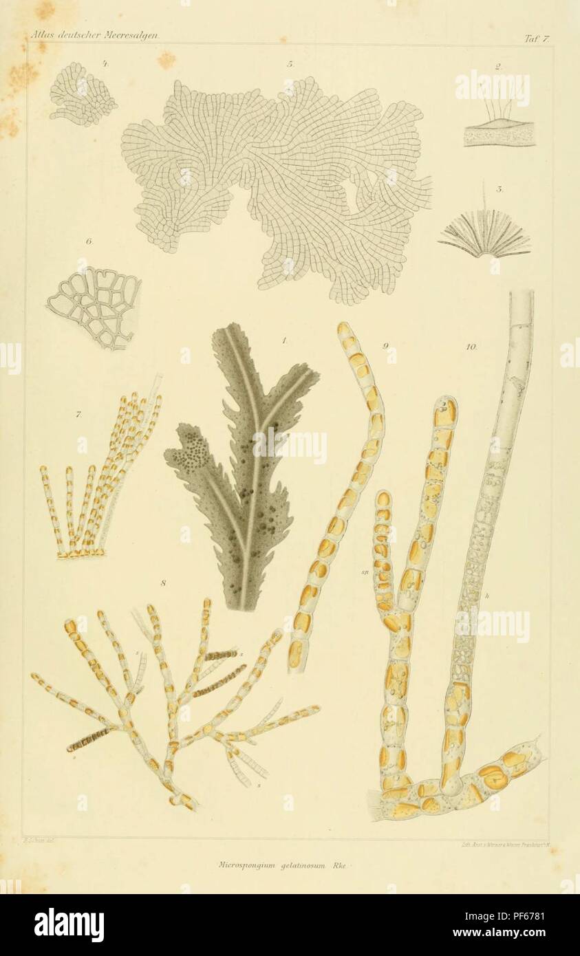 Atlas deutscher Meeresalgen (Taf. 7 Stock Photo - Alamy