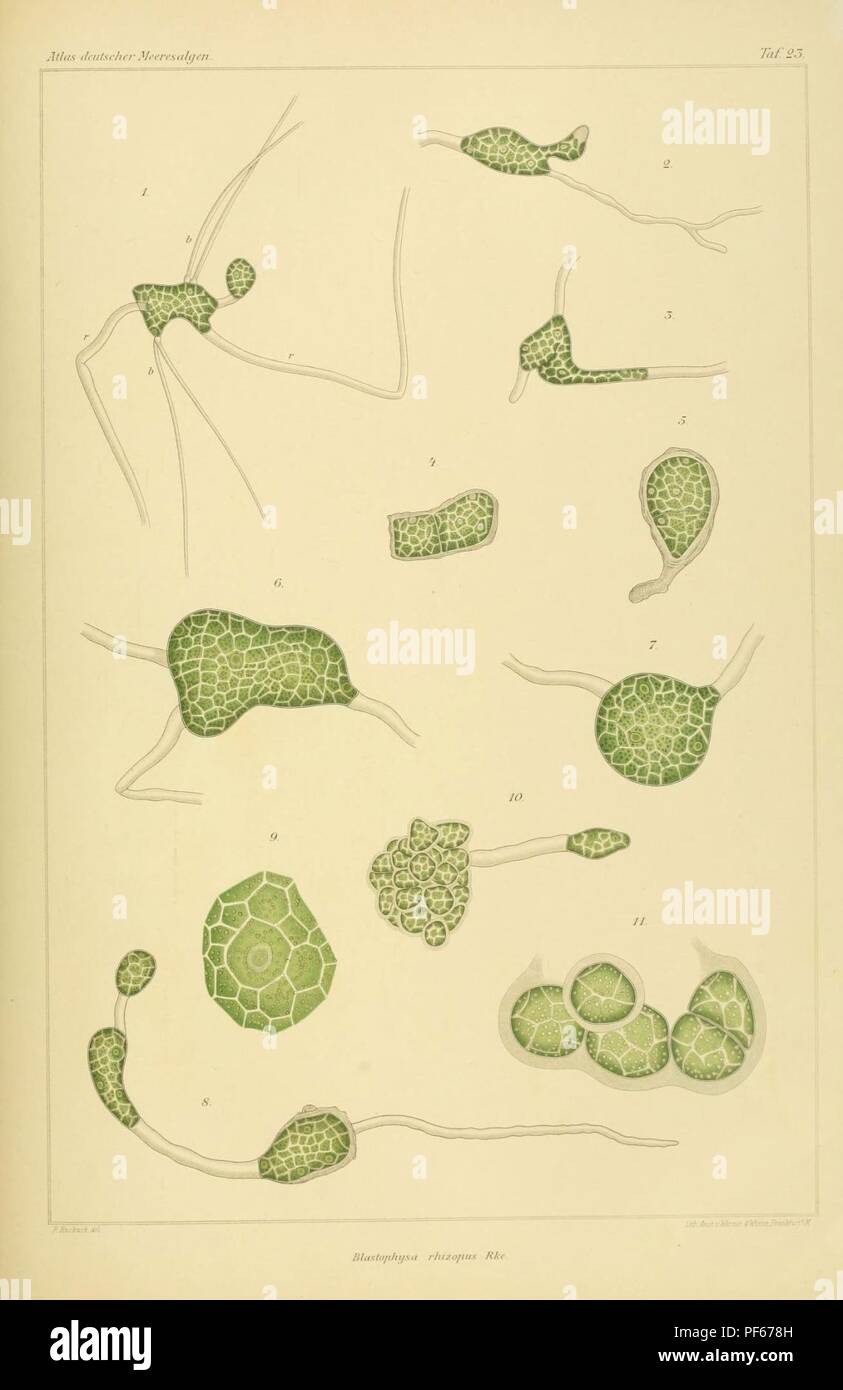 Atlas deutscher Meeresalgen (Taf. 23 Stock Photo - Alamy