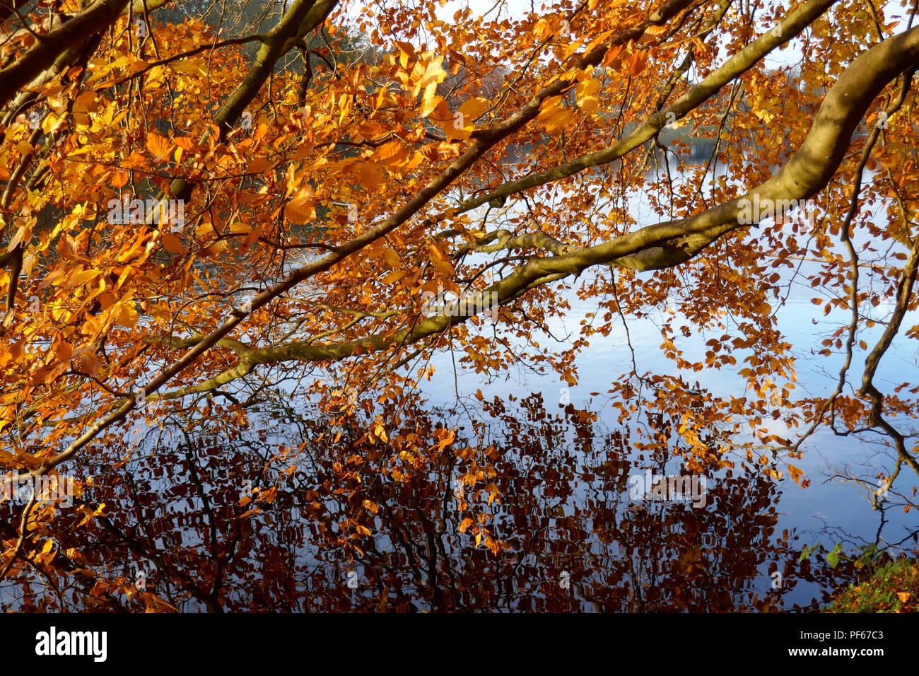 Pretty overhanging tree hi-res stock photography and images - Alamy