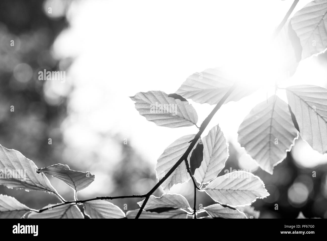 Greyscale image of a fresh spring leaves with sun flare against a ...