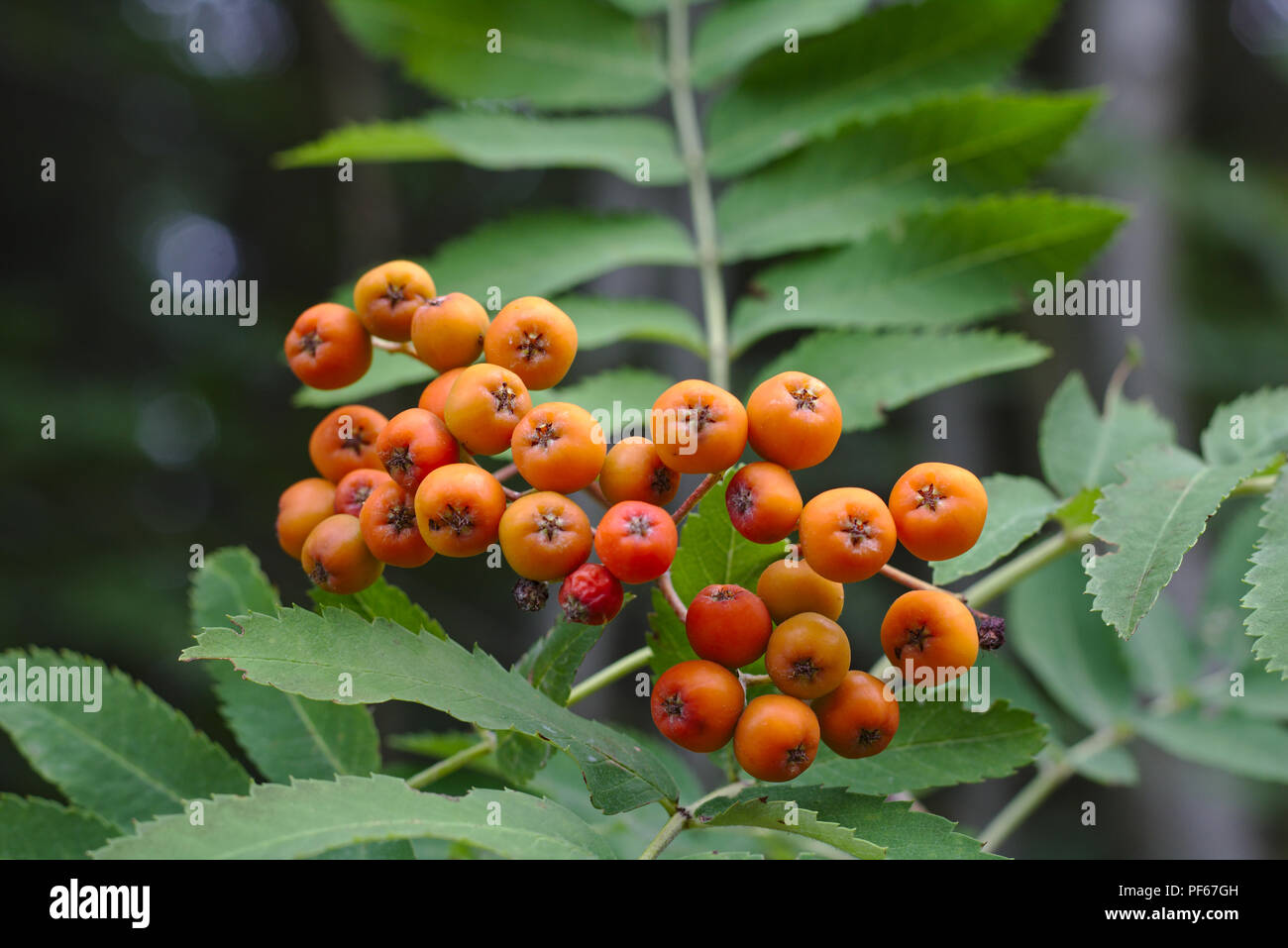 Small orange berries hi-res stock photography and images - Alamy