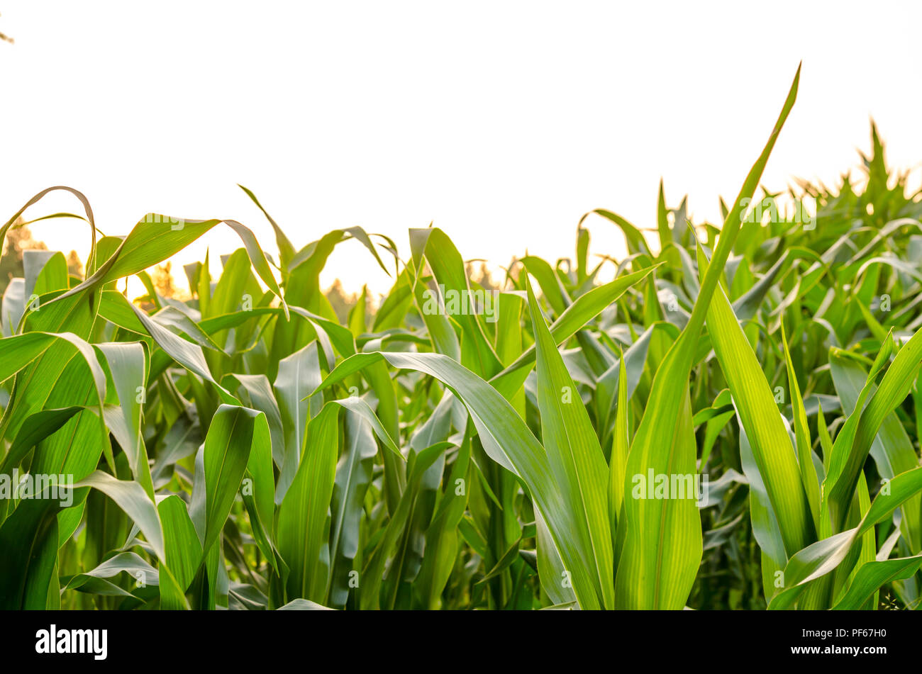 Closeup of top part of green corn field leaves Stock Photo - Alamy