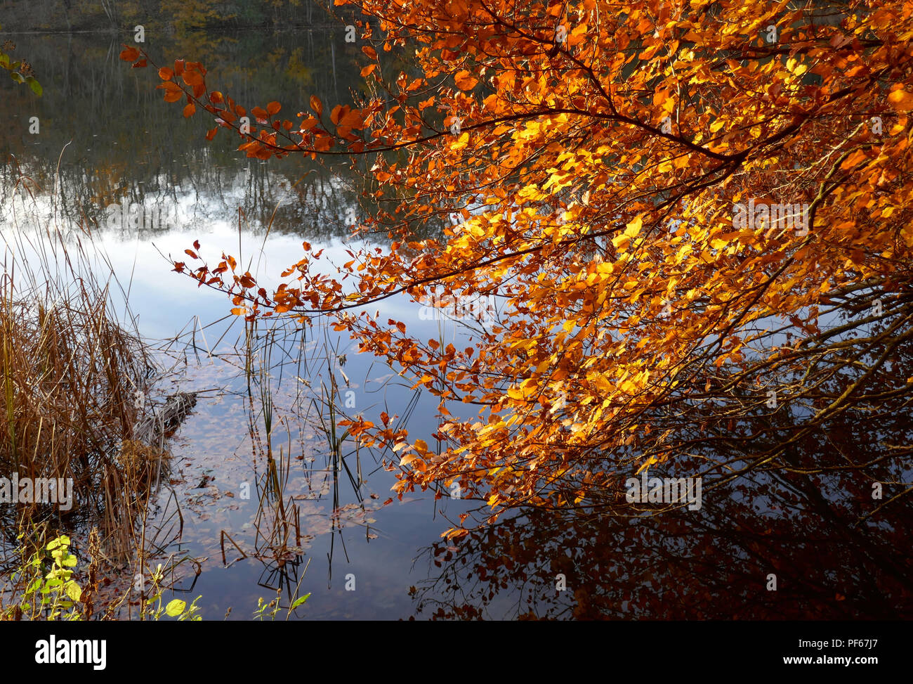 Pretty overhanging tree hi-res stock photography and images - Alamy