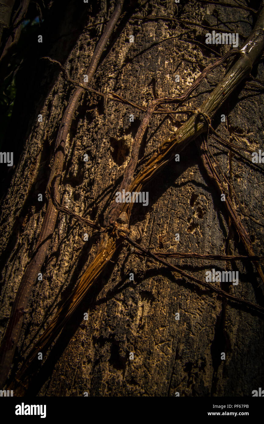 White ants termites invasion damage a tree trunk Stock Photo - Alamy
