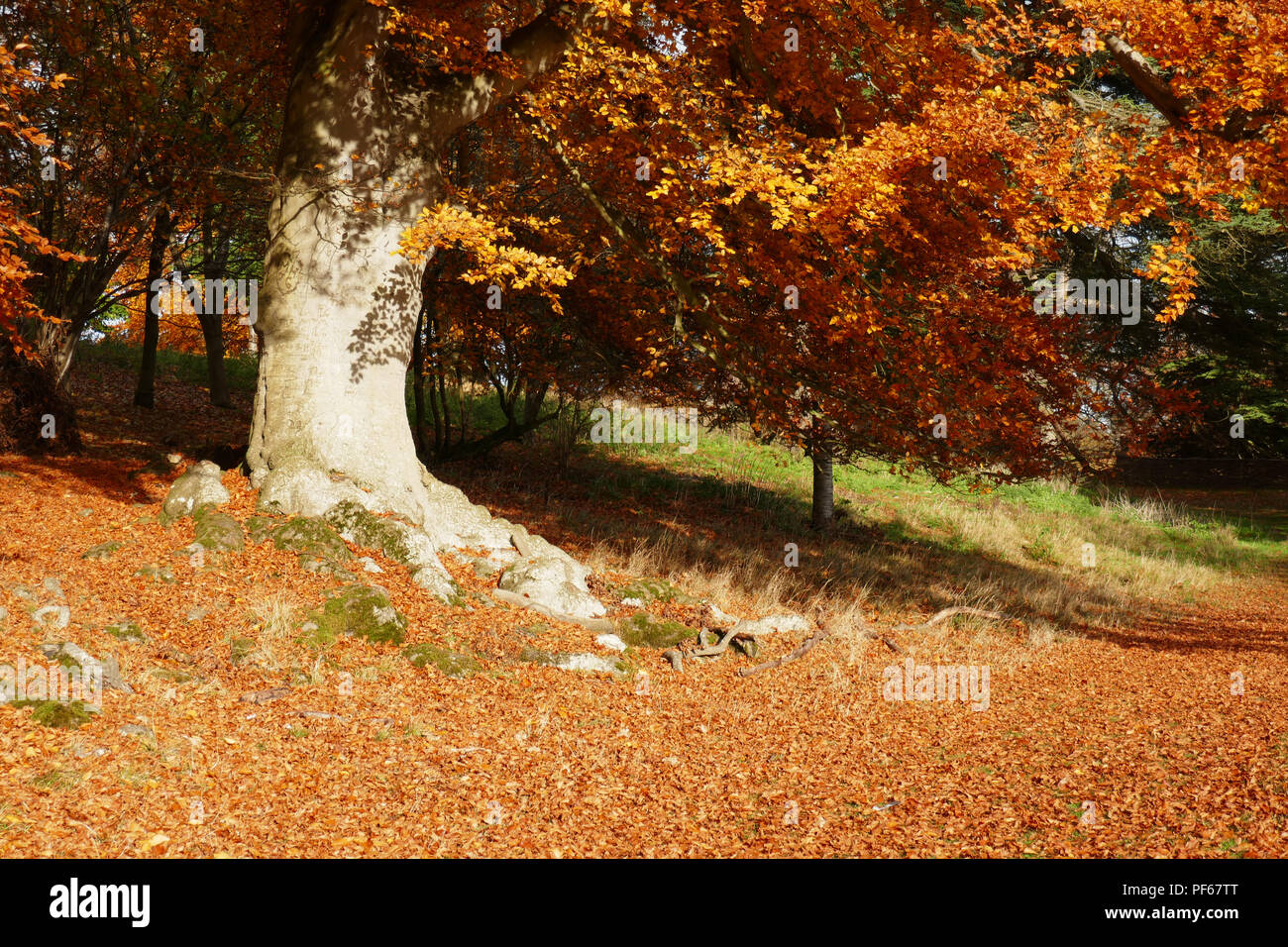 Mature oak tree in Autumn, UK Stock Photo - Alamy