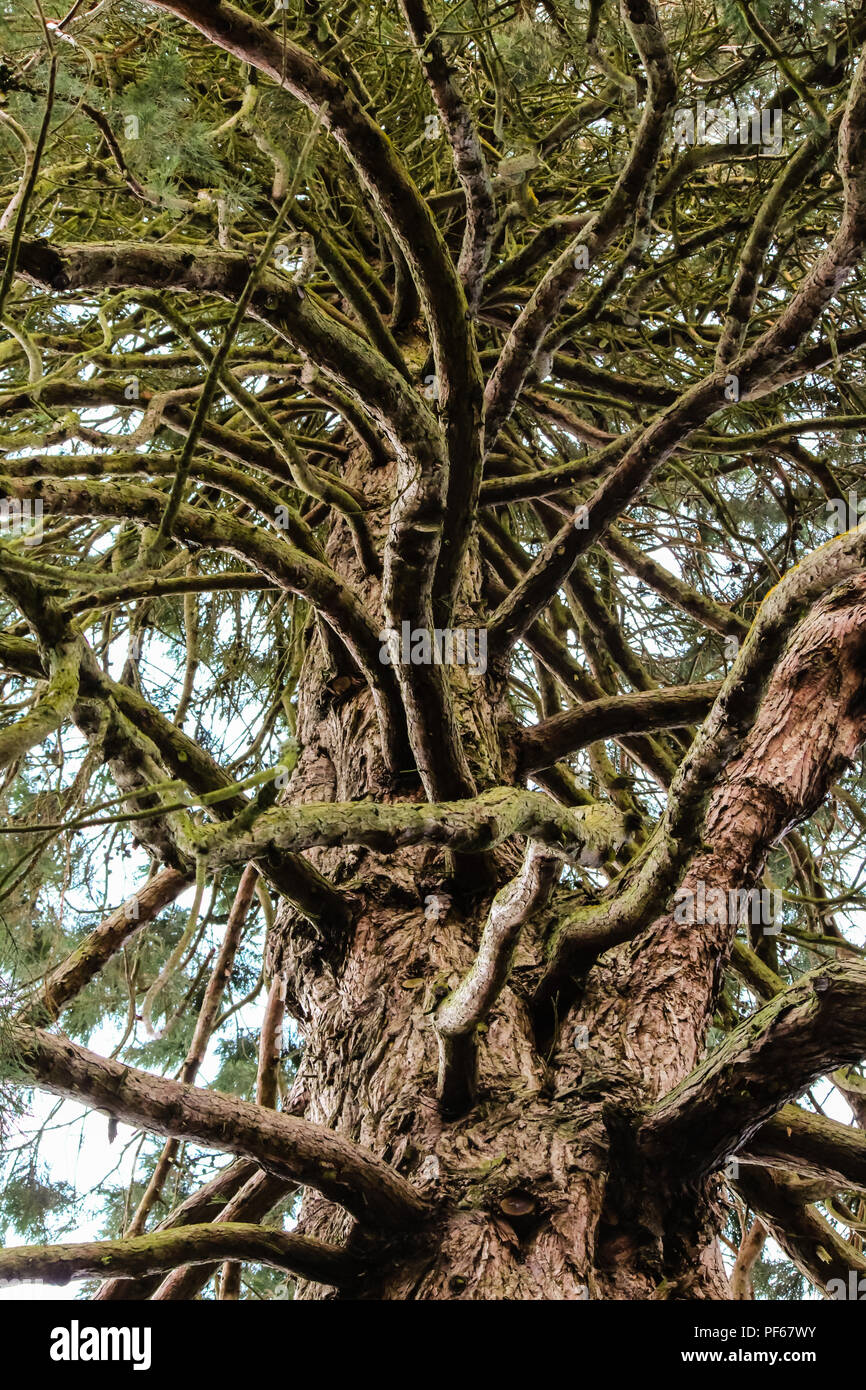 A jumble and tangle of branches protruding from an old tree trunk Stock ...