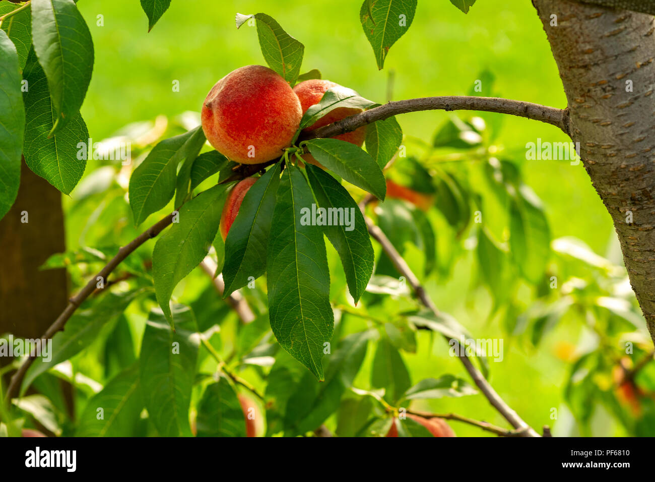 ripe peach on a tree branch Stock Photo - Alamy