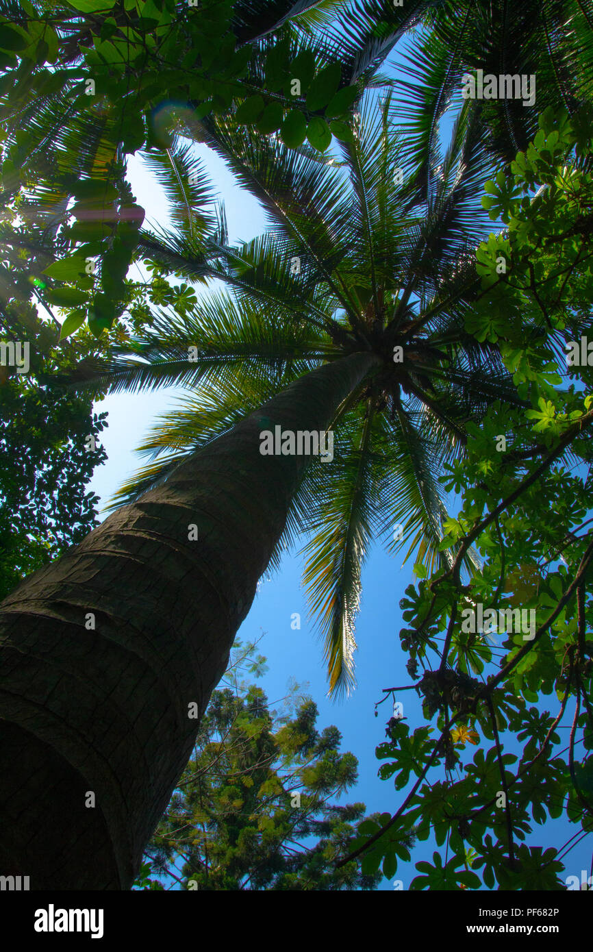 Looking up to see the coconut tree in the park Stock Photo - Alamy