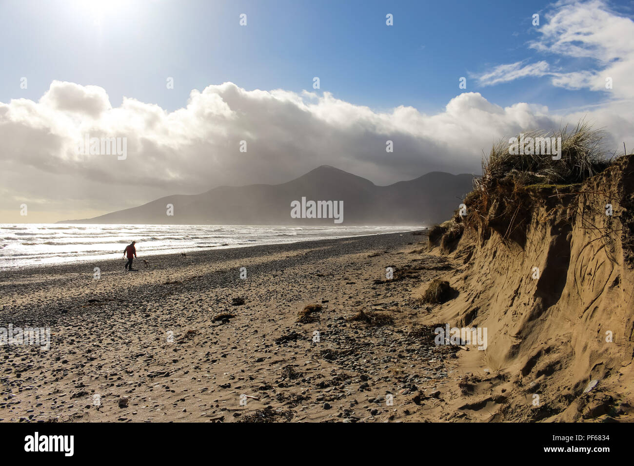 Sand dunes of Murlough Beach with man and dogs along beach with views ...