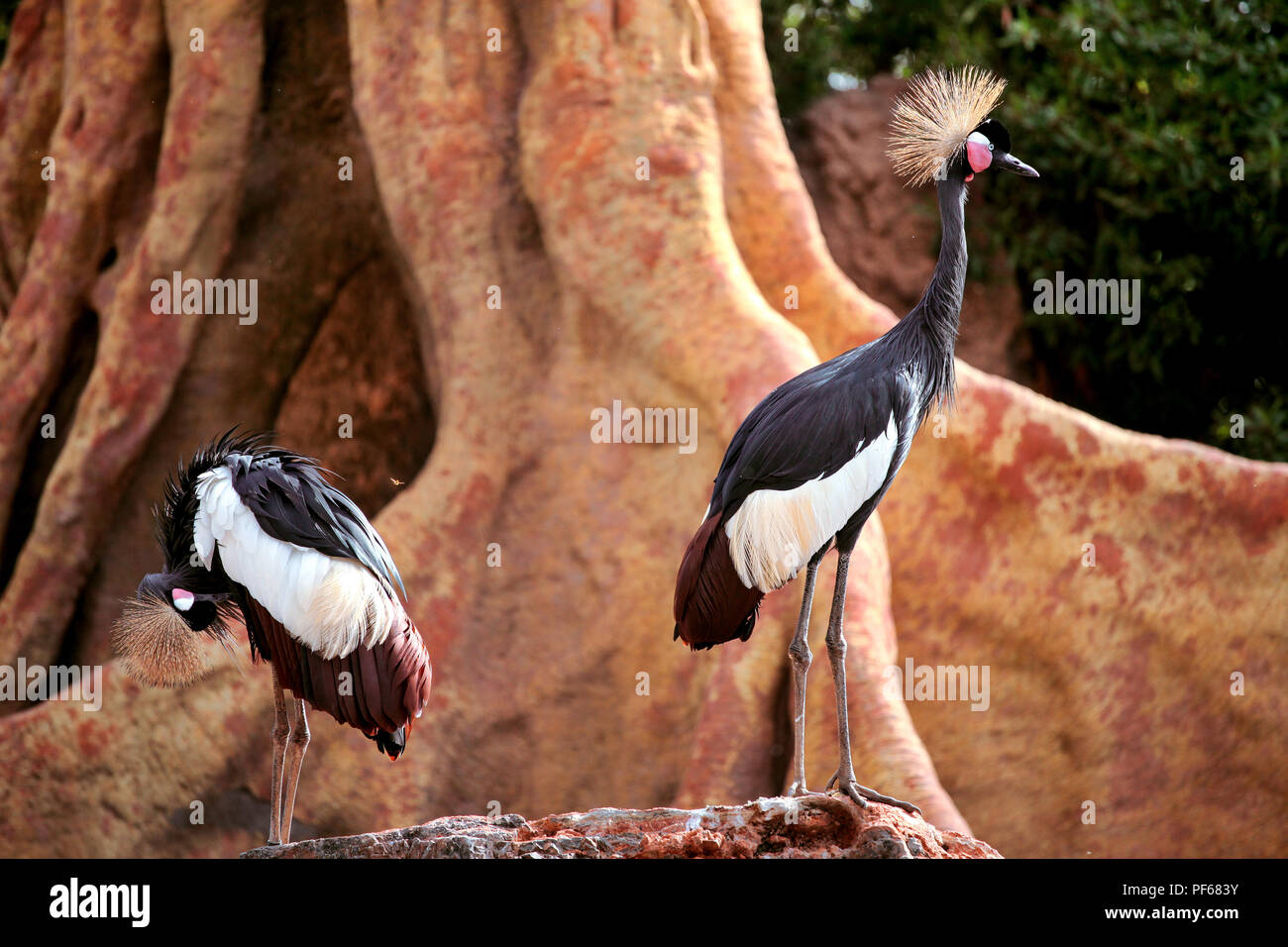 Grey Crowned Crane. Two Beautiful wild crane in a exclusive ambient ...