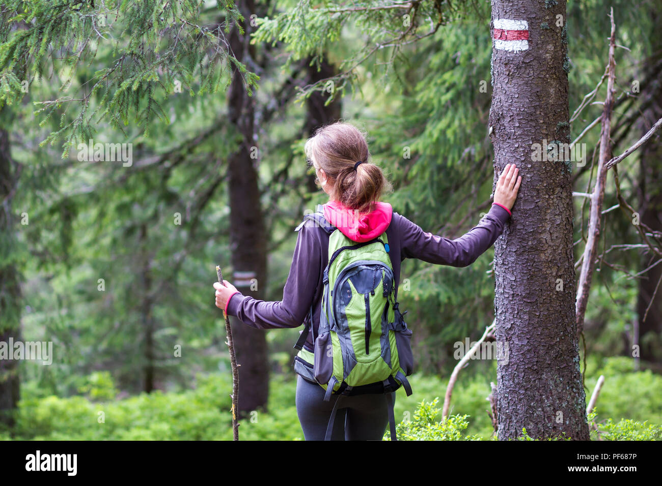 Back view of slim tourist hiker girl with stick and backpack holding ...