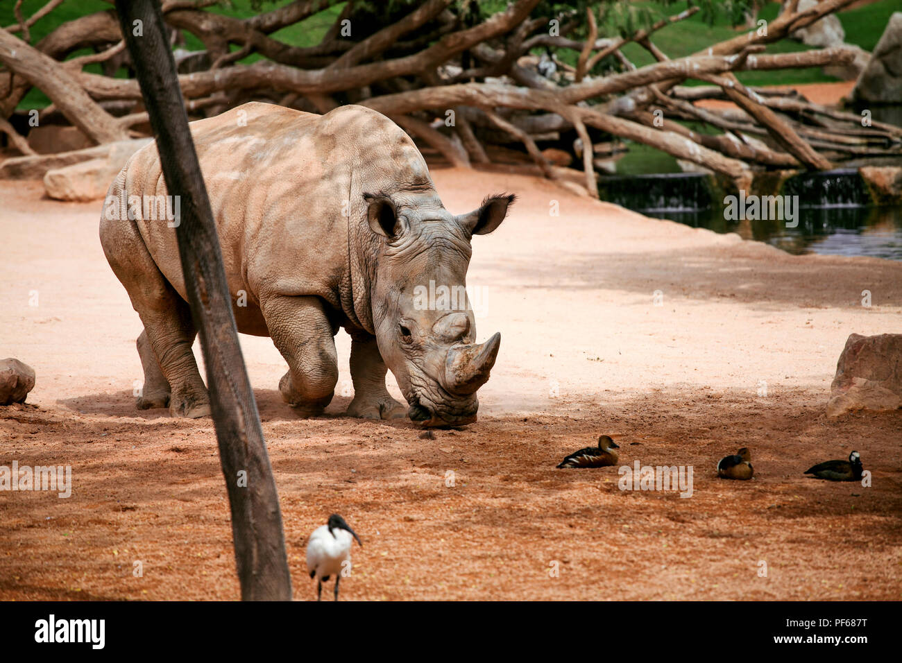 Rhinoceros in the zoo Stock Photo - Alamy