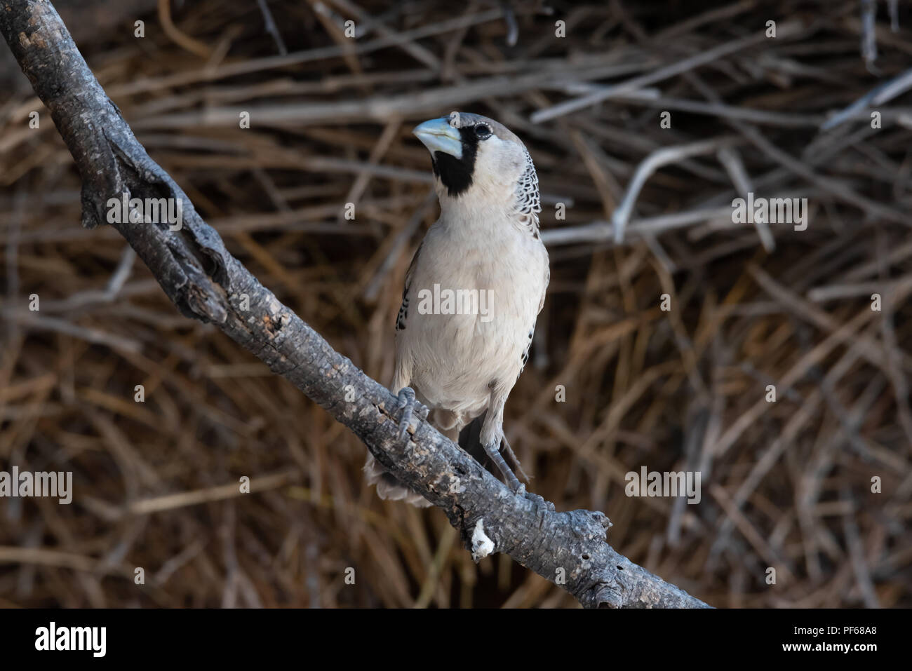 Sociable weaver nest hi-res stock photography and images - Alamy