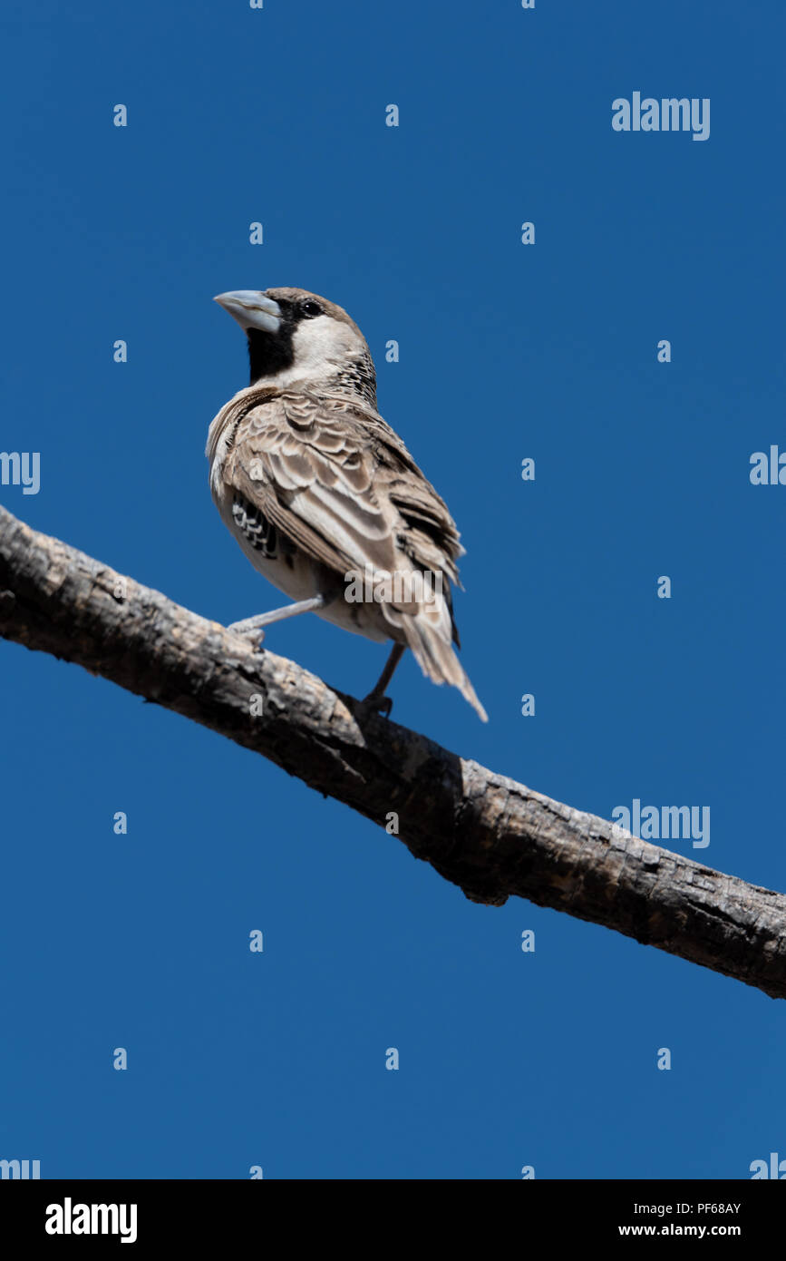 Common Sociable weaver on branch with clear blue sky background ...