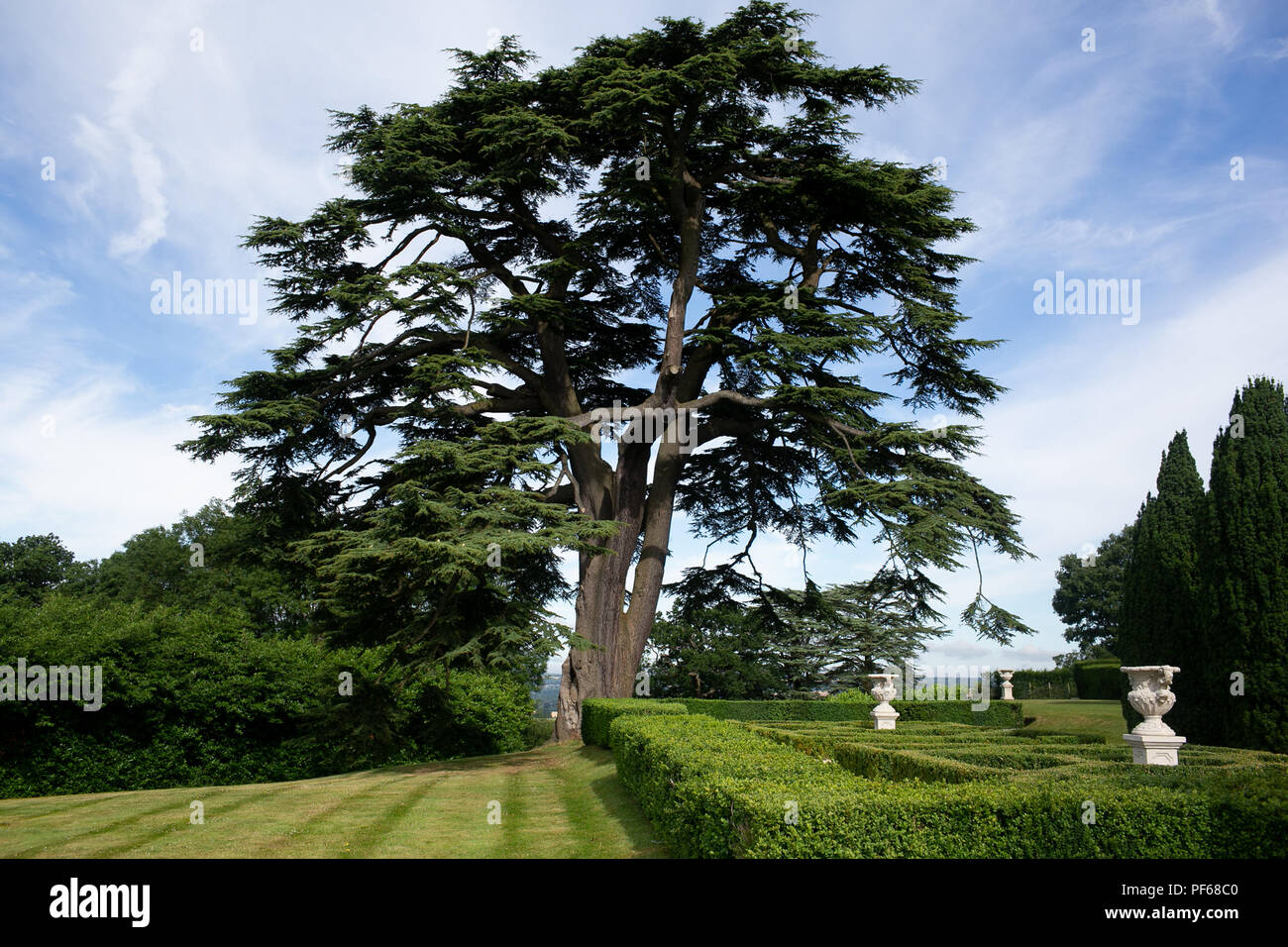 Mature green tree in manicured gardens on country estate Stock Photo ...