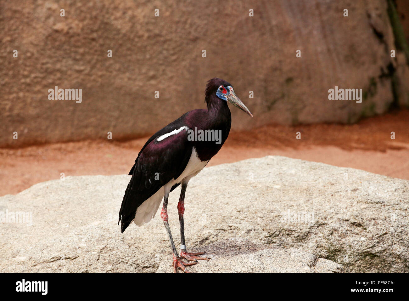 The beautiful birds at the zoo standing on a rock. Birds and animals in ...