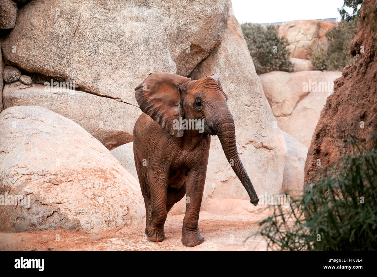 African Elephant at the zoo are place huge rocks Stock Photo - Alamy