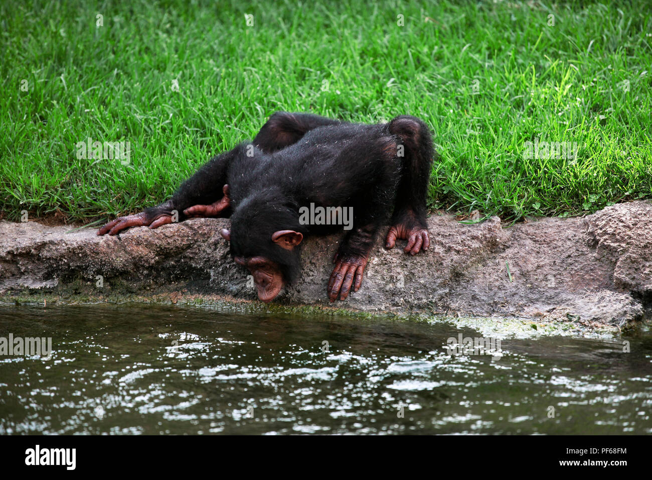 Monkey Chimpanzee drinking water from the river. Small chimpanzee iat ...