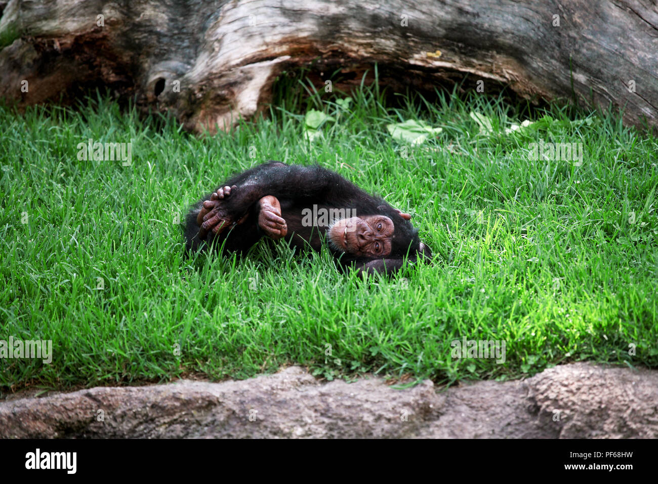 Monkey Chimpanzee on the grass. Small chimpanzee in a zoo relaxing and ...
