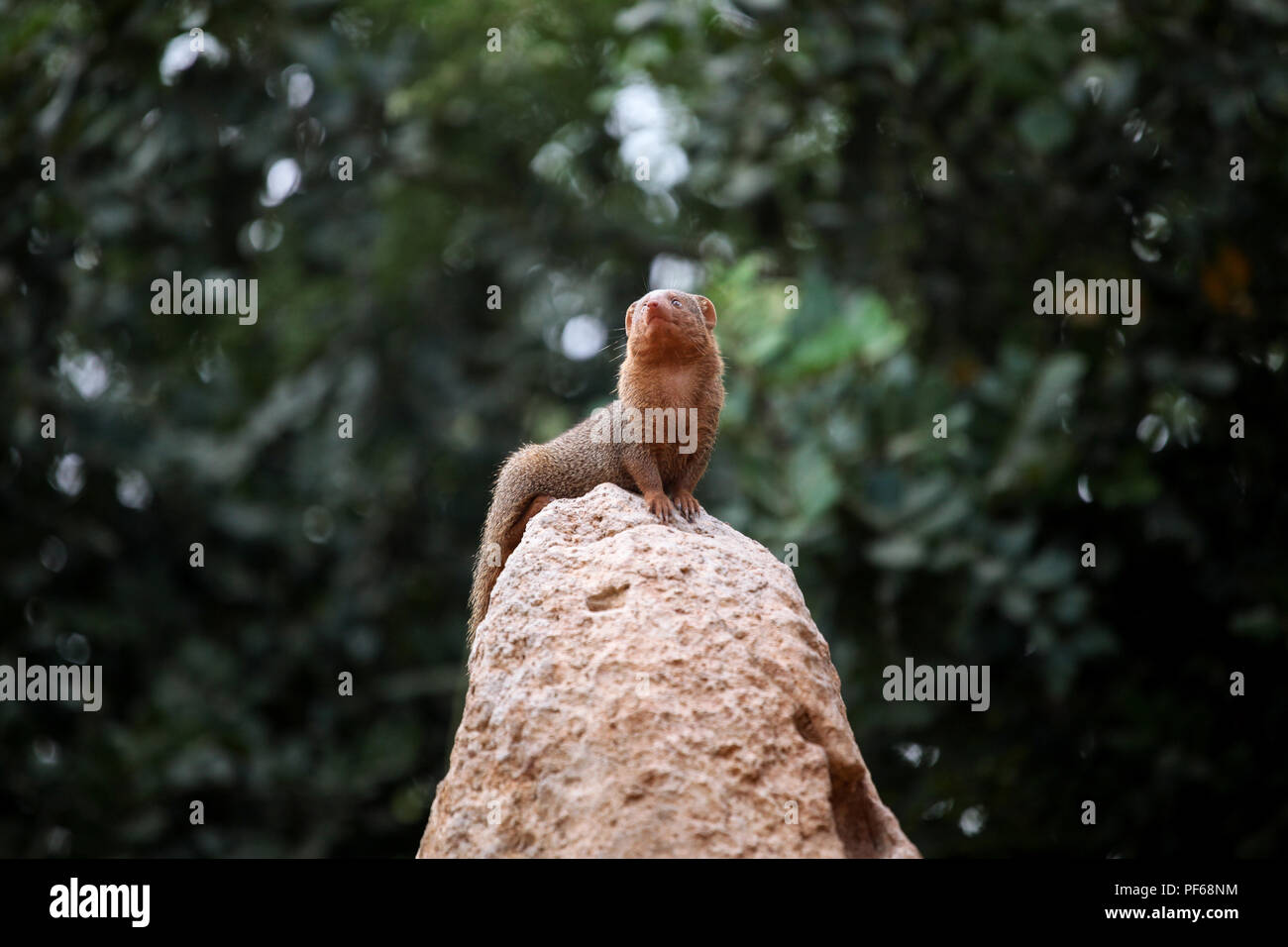Common dwarf mongoose at the zoo. In the background is a wonderful ...