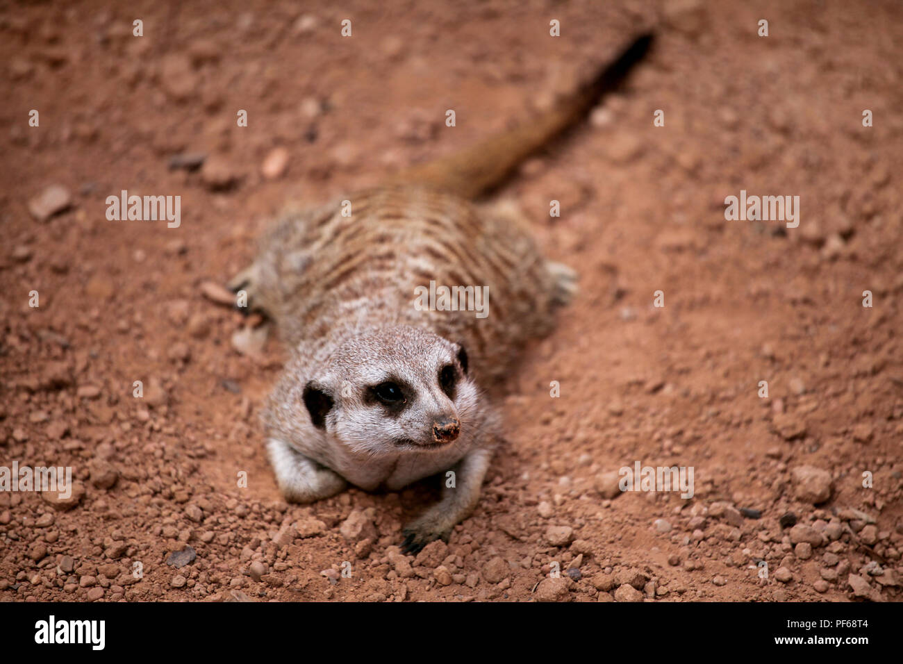 Meerkat crouching on sand and enjoy the summer day Stock Photo - Alamy