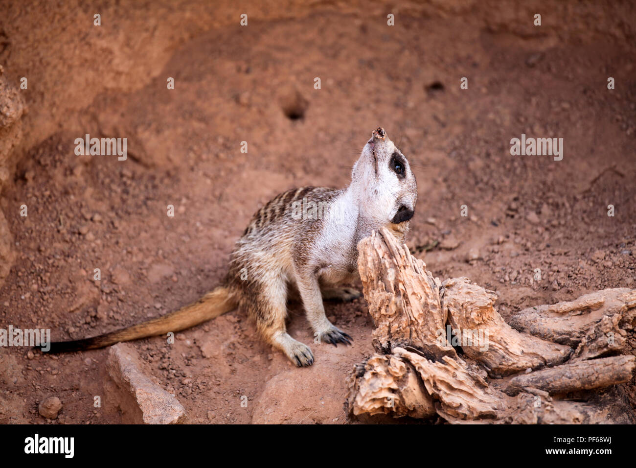 Small Meerkat crouching on sand and enjoy at the zoo Stock Photo - Alamy
