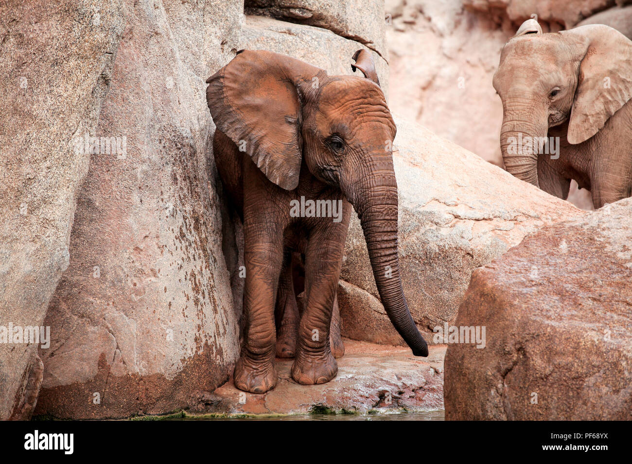 Two African Elephants at the zoo next to place huge rocks Stock Photo ...
