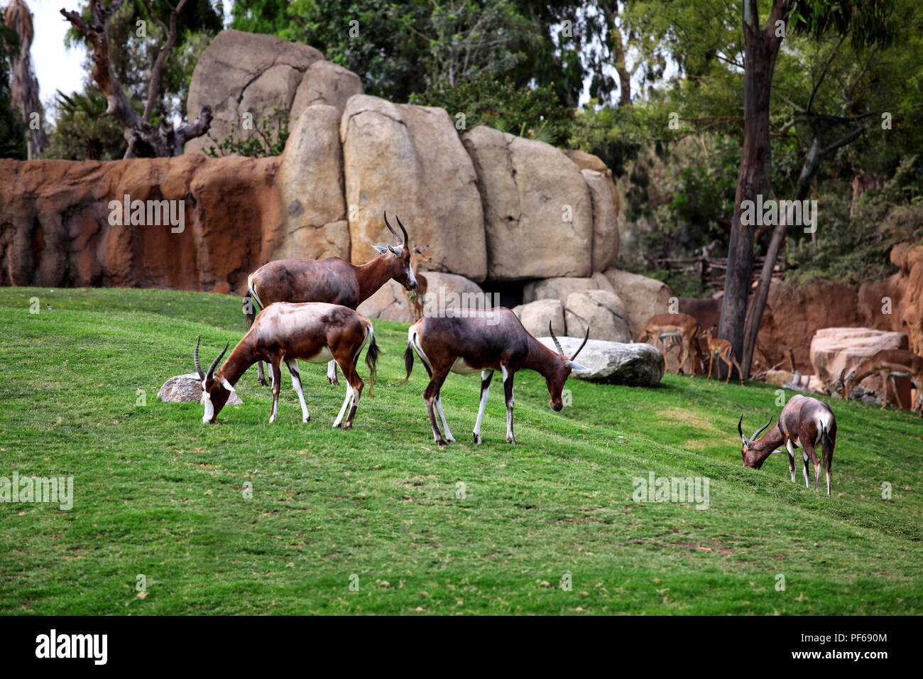 Feeding Grants gazelle Stock Photo - Alamy