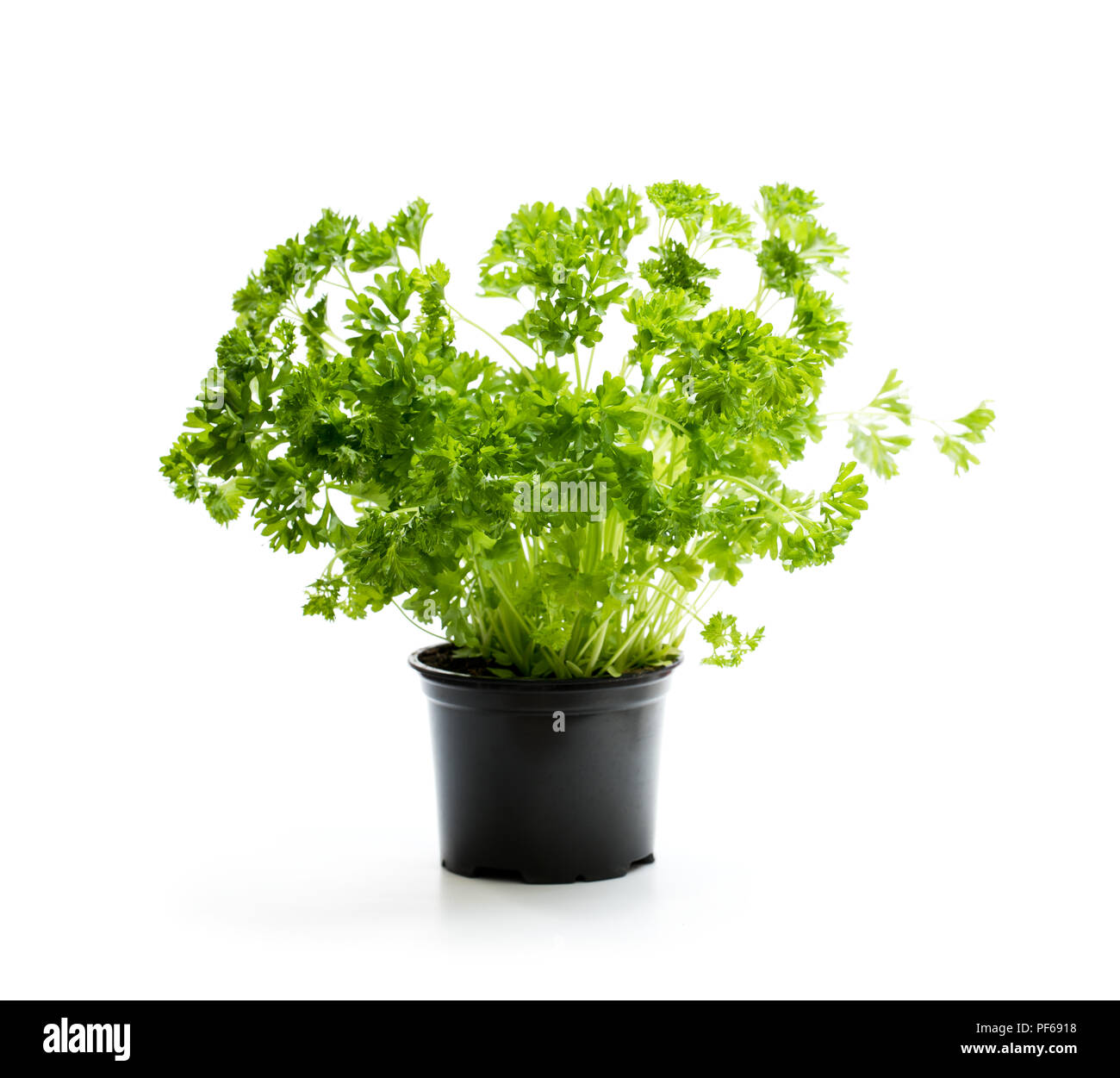 Curly parsley in pot Cut Out Stock Images & Pictures - Alamy