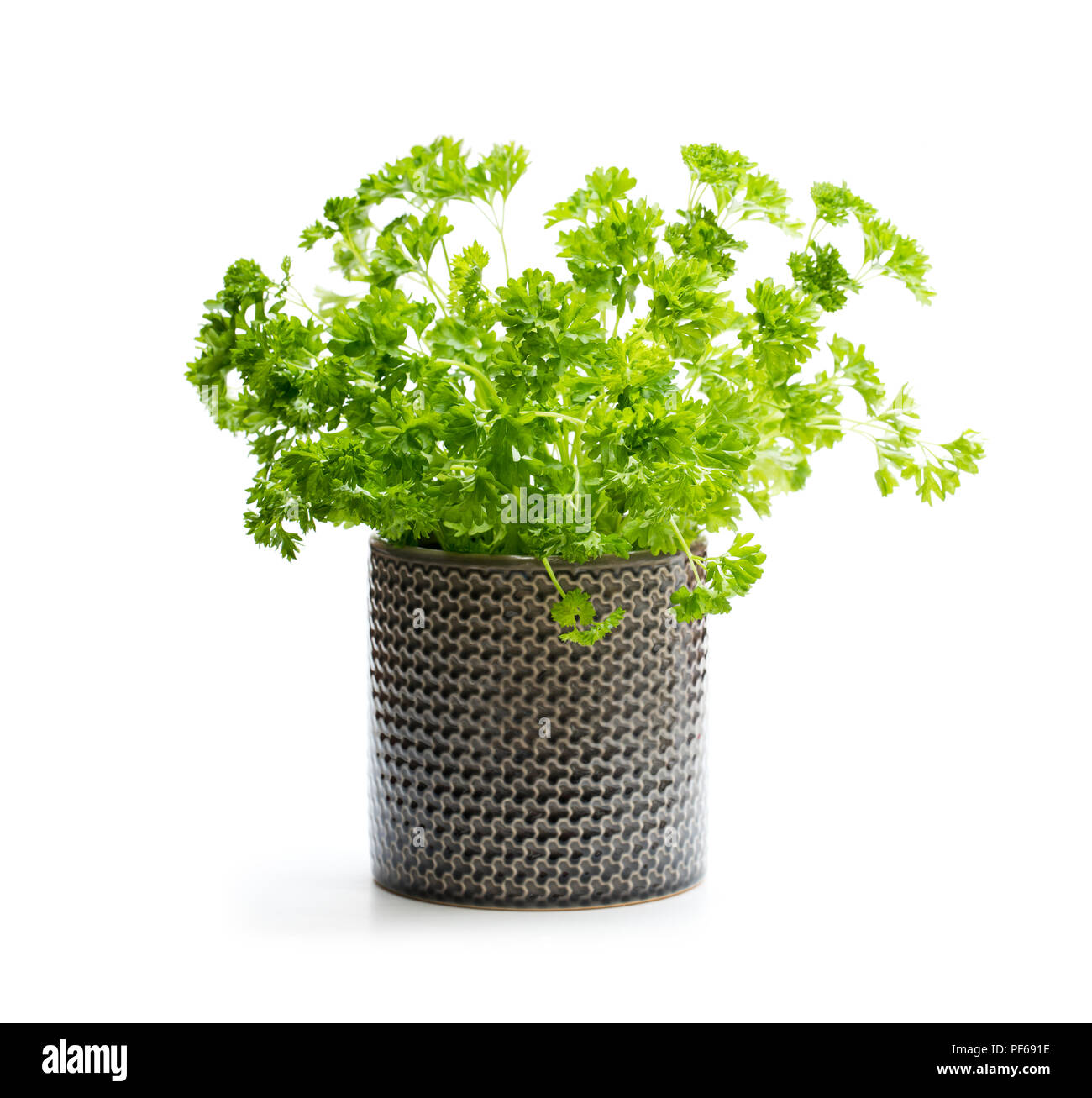 Parsley herb plant in a pot isolated on white Stock Photo - Alamy