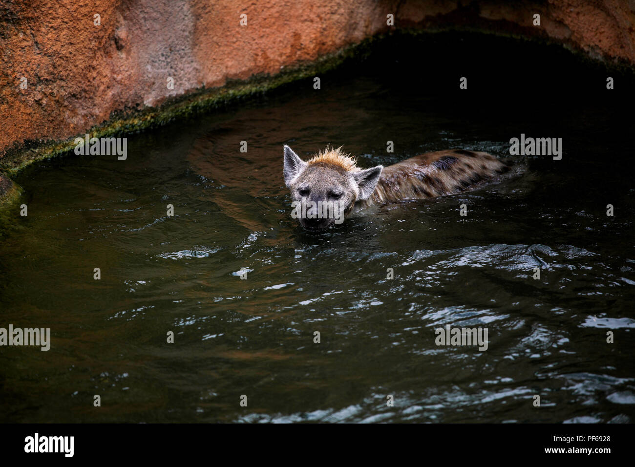 Hyena swims in water Stock Photo - Alamy