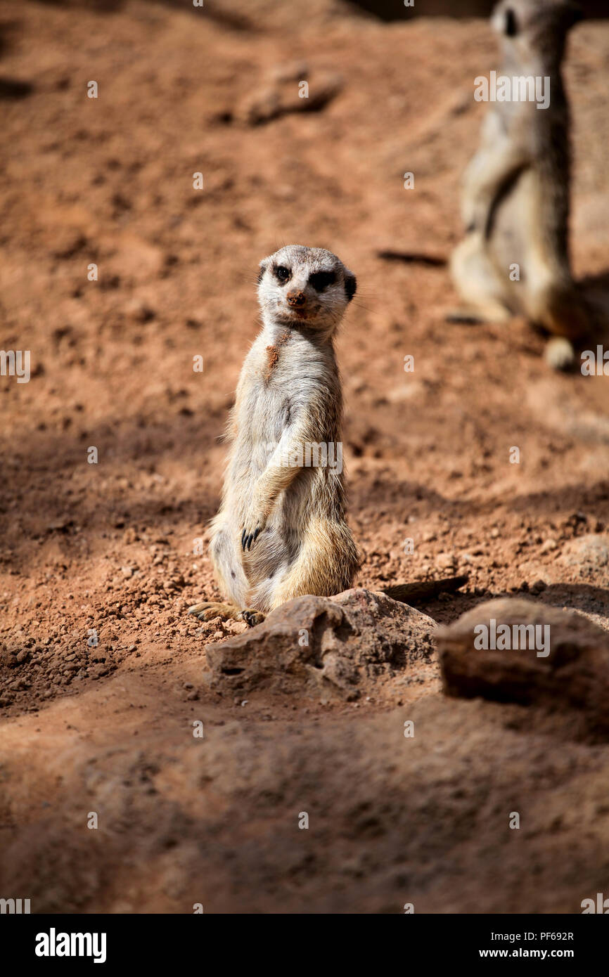 Centralized meerkat hi-res stock photography and images - Alamy