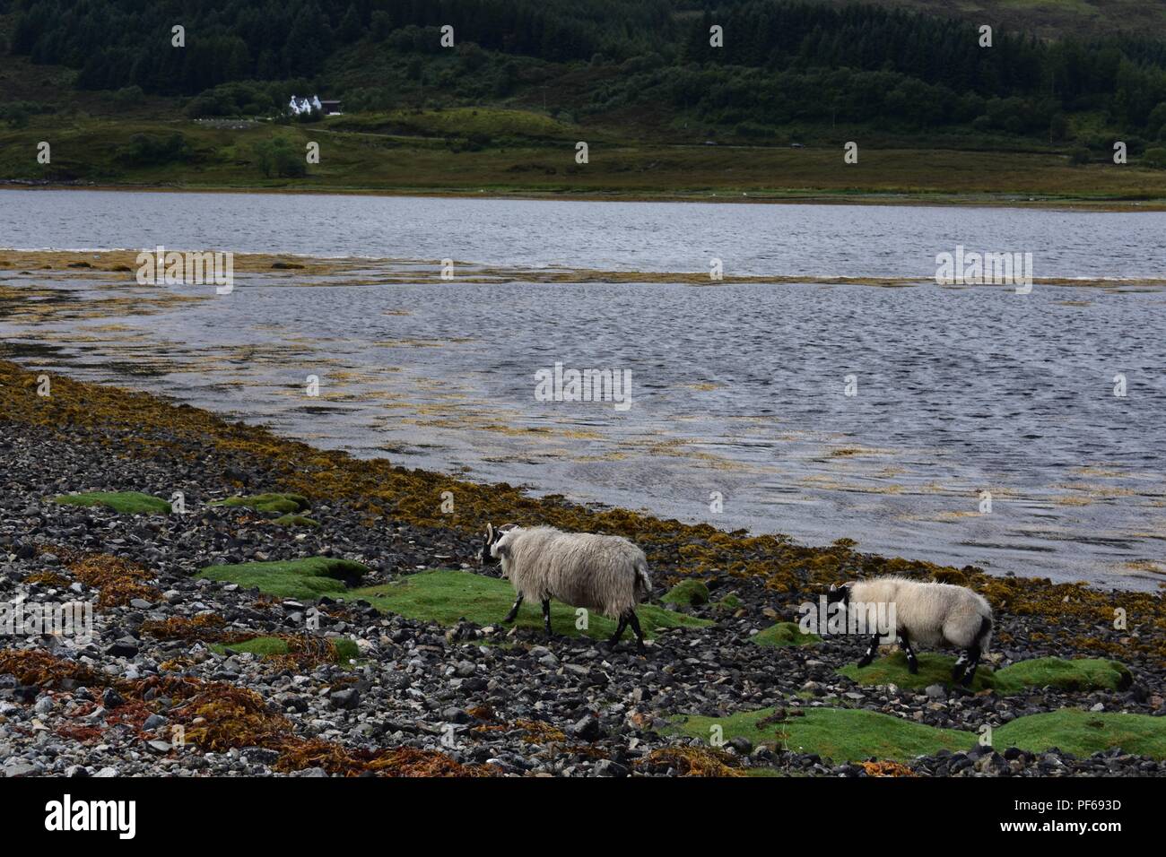 Farm of sheep hi-res stock photography and images - Alamy