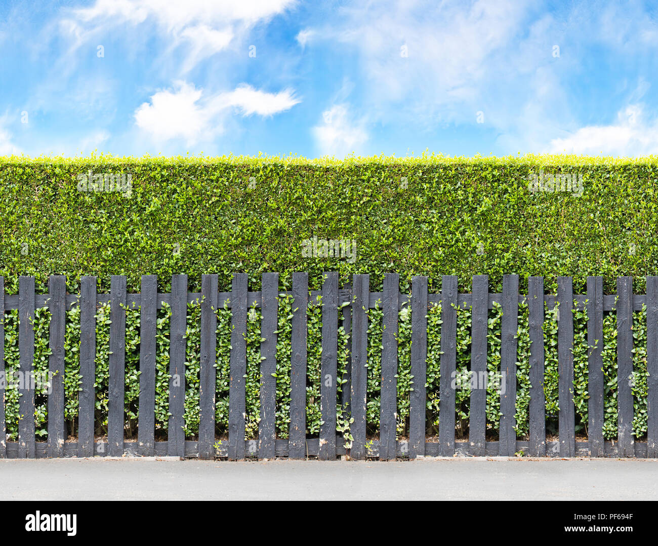 Tall bush hi-res stock photography and images - Alamy