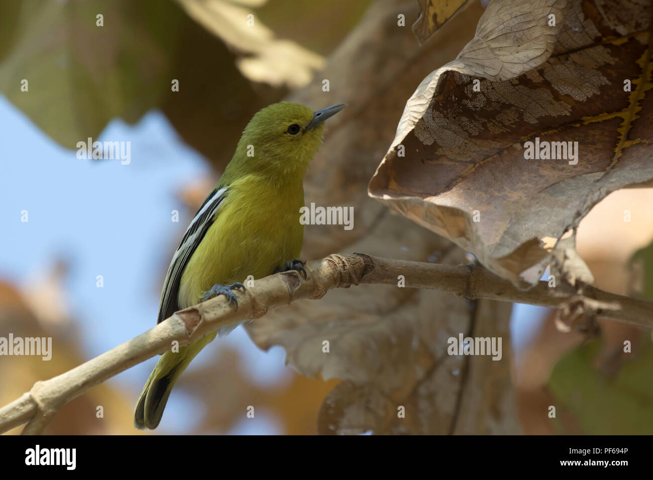 Common Iora that sits in the tree crown among dry and living leaves ...