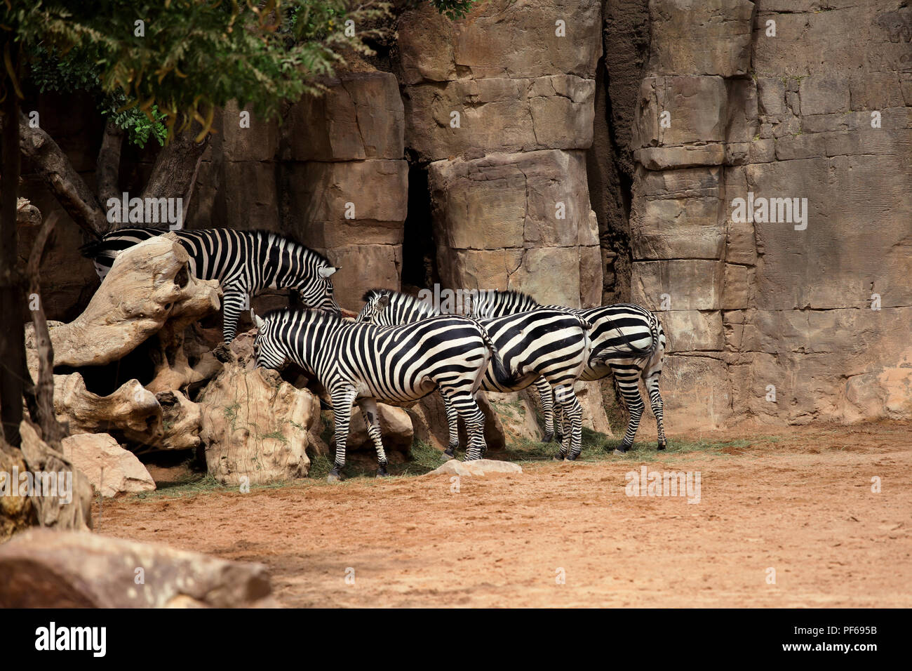 Zebras in the zoo Stock Photo - Alamy
