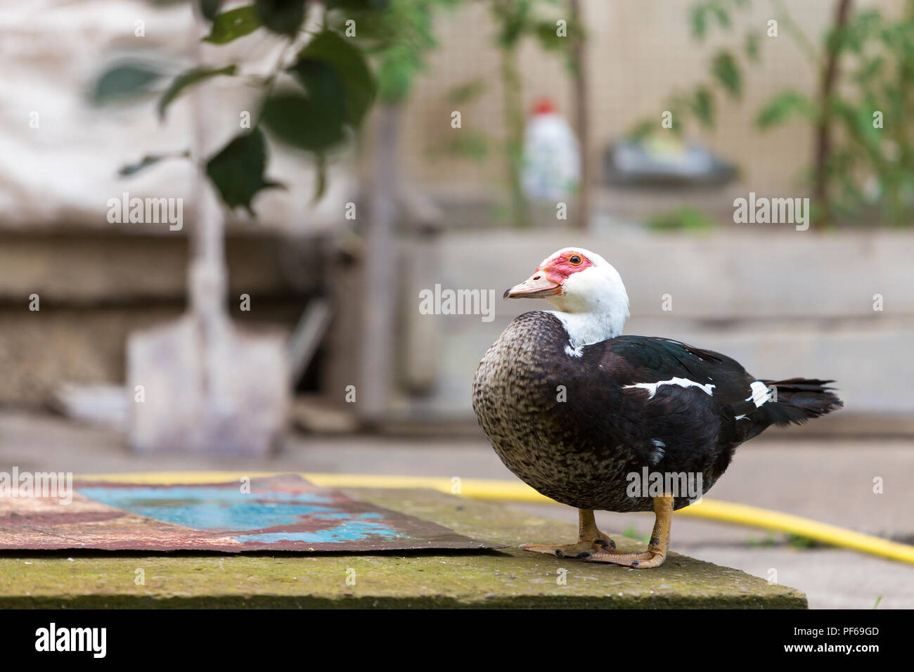 Gray muscovy duck hi-res stock photography and images - Alamy