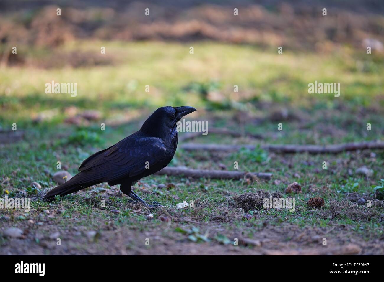 Black raven, sitting on the ground, watching, intelligent eyes Stock ...