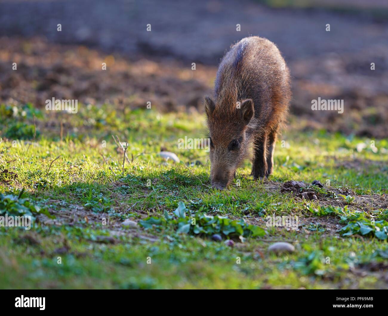 Cute little piglet hi-res stock photography and images - Alamy