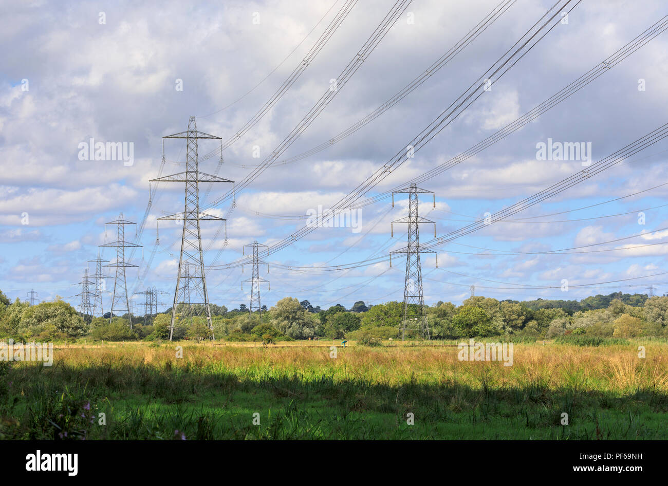 Electricity pylons pass though a field with cows in the Lower Test ...
