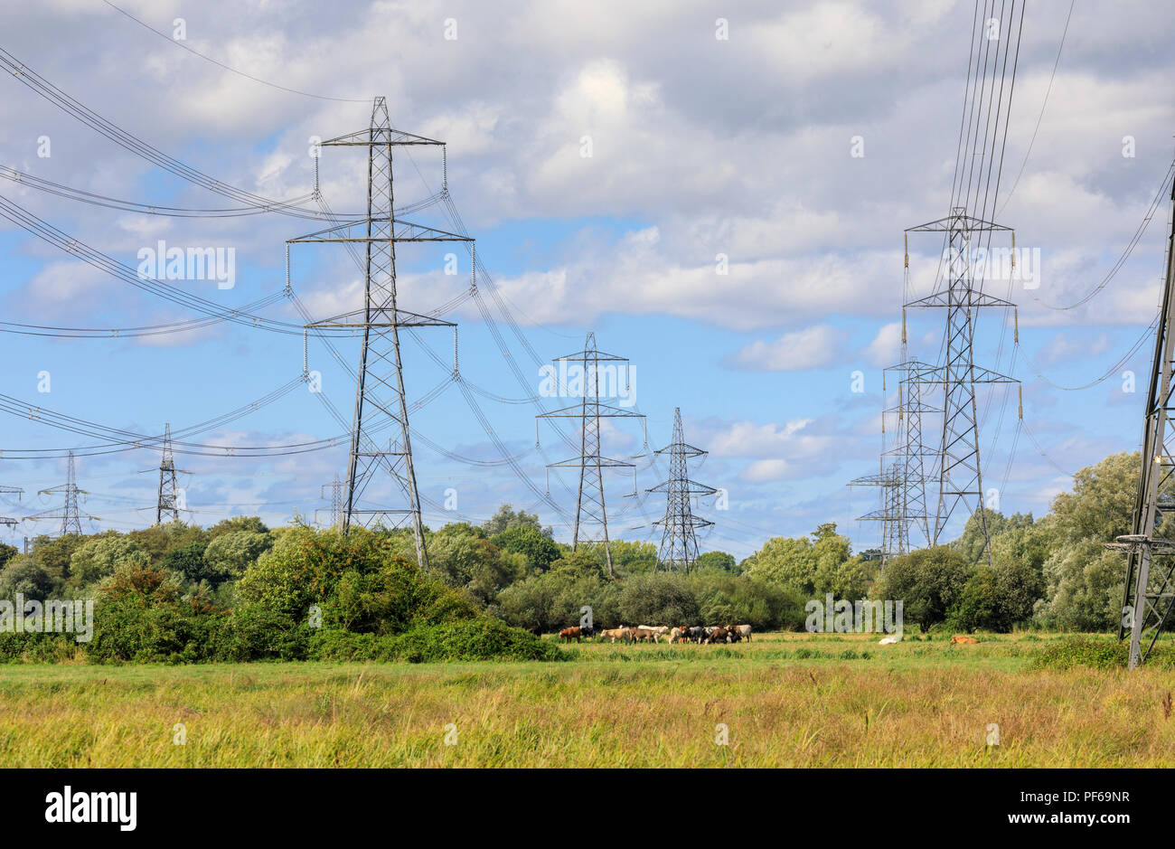 Electricity pylons pass though a field with cows in the Lower Test ...