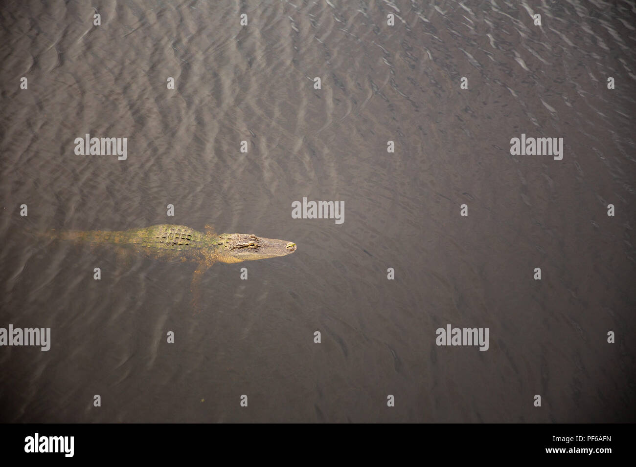 An alligator drifting in the water Stock Photo - Alamy