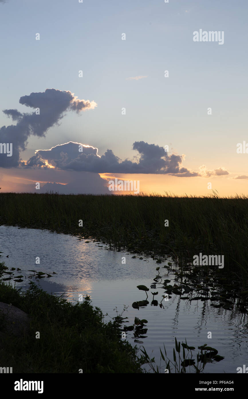 Everglades sawgrass sunset hi-res stock photography and images - Alamy